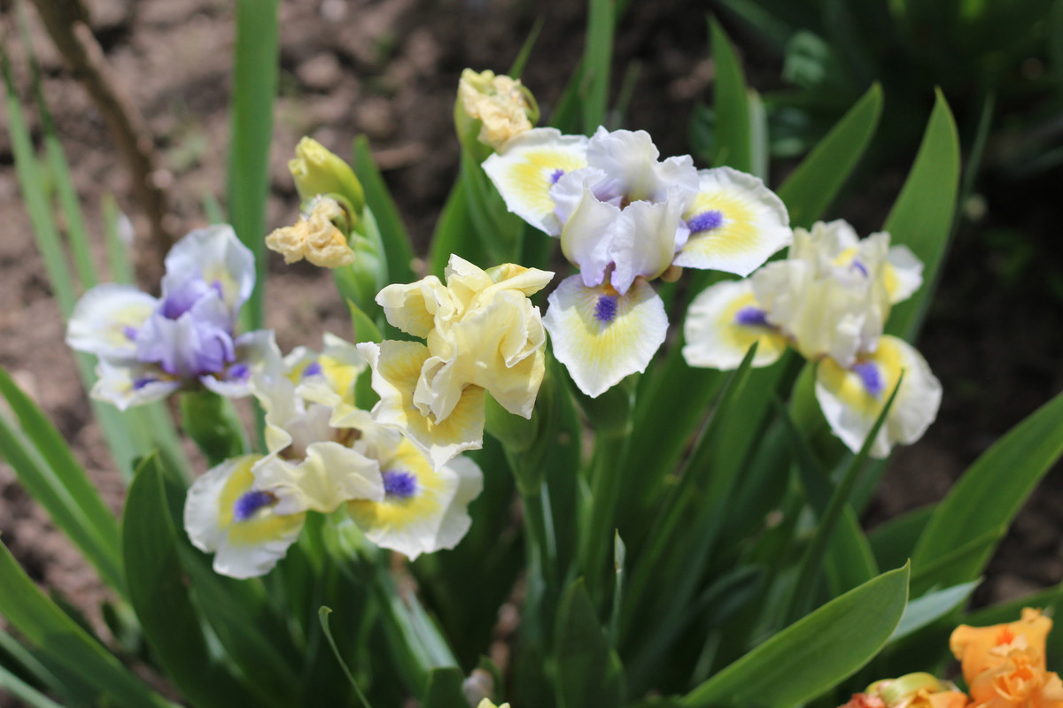 A little good news — Postimages