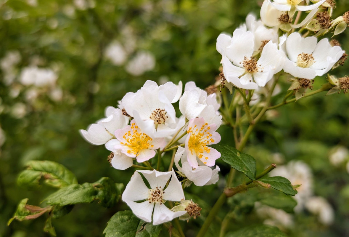 PXL 20240719 105402497 MP 2 — Postimages