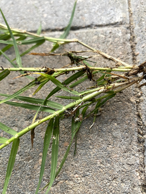Sod Webworm Identification | Lawn Care Forum