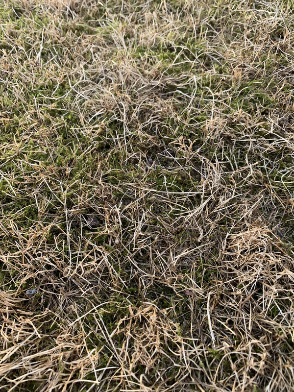 Reno: should I be concerned with this moss? | Lawn Care Forum