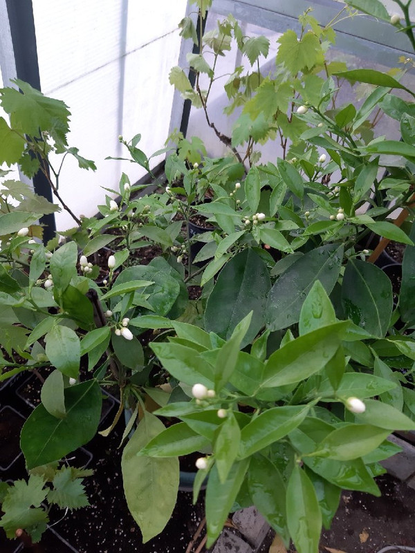 20200416 190648 — Postimages