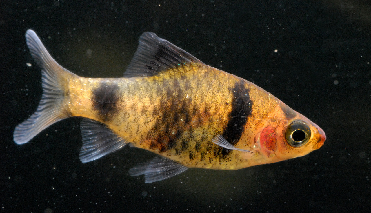 Ruby Barb Pethia nigrofasciata — Postimages