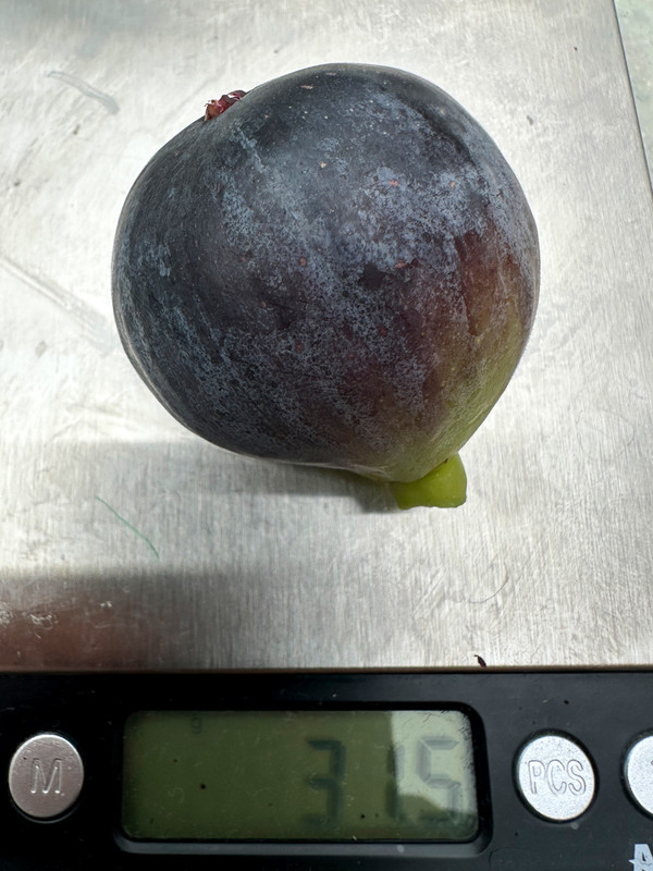 Paratjal Rimada and Borda Barraquer | Fig Fanatic