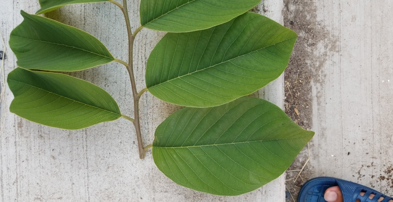 Leaves — Postimages