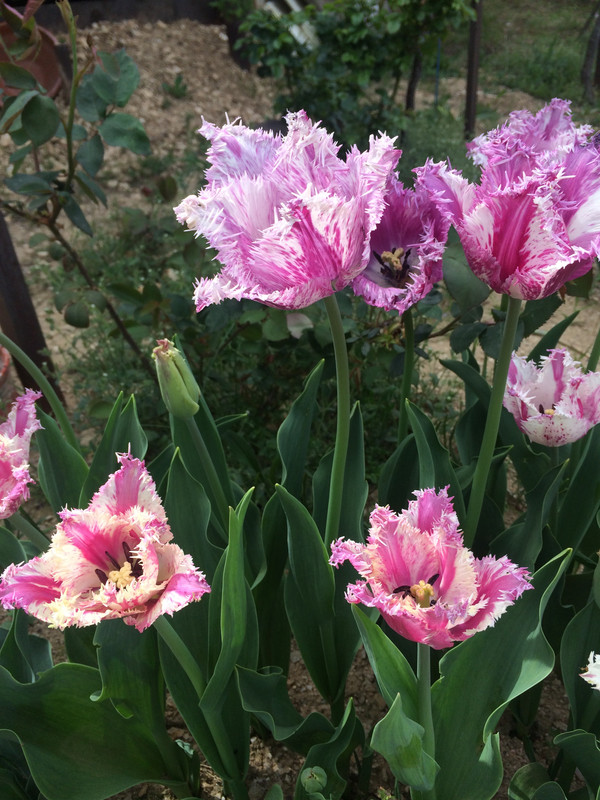 IMG 0152 — Postimages