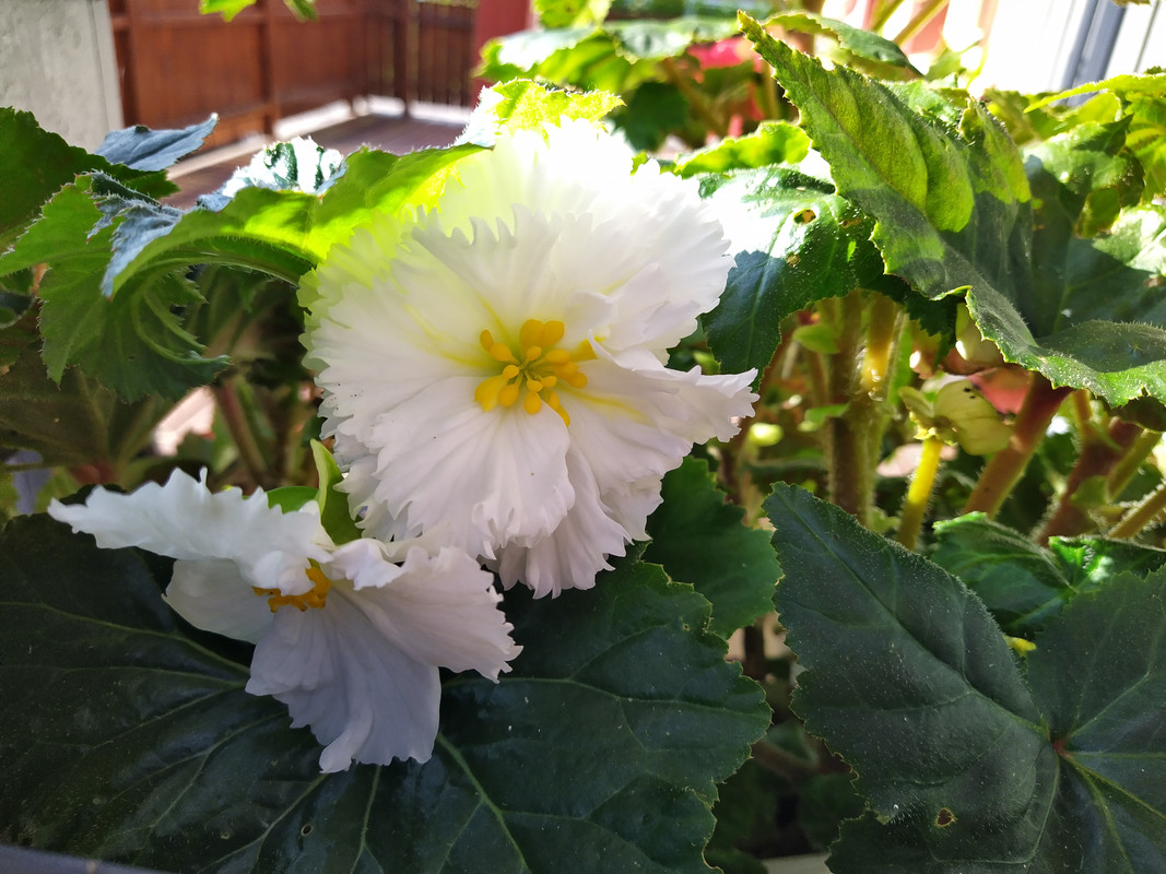 IMG 20200927 121625 — Postimages