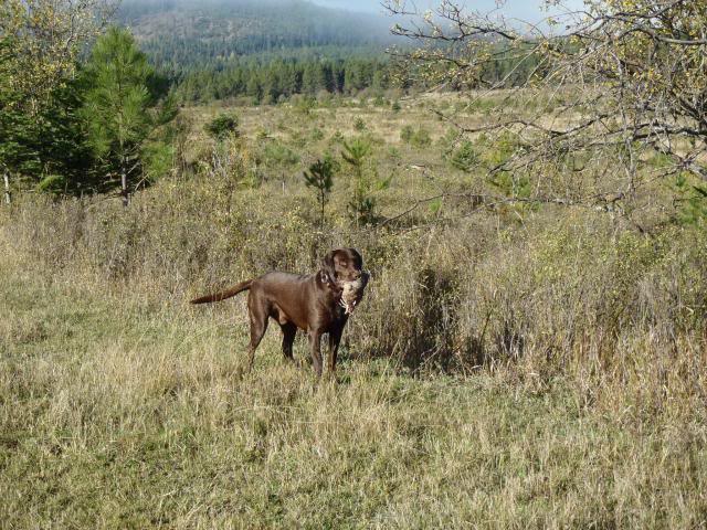 Best Dog. > General Discussion > AR15.COM