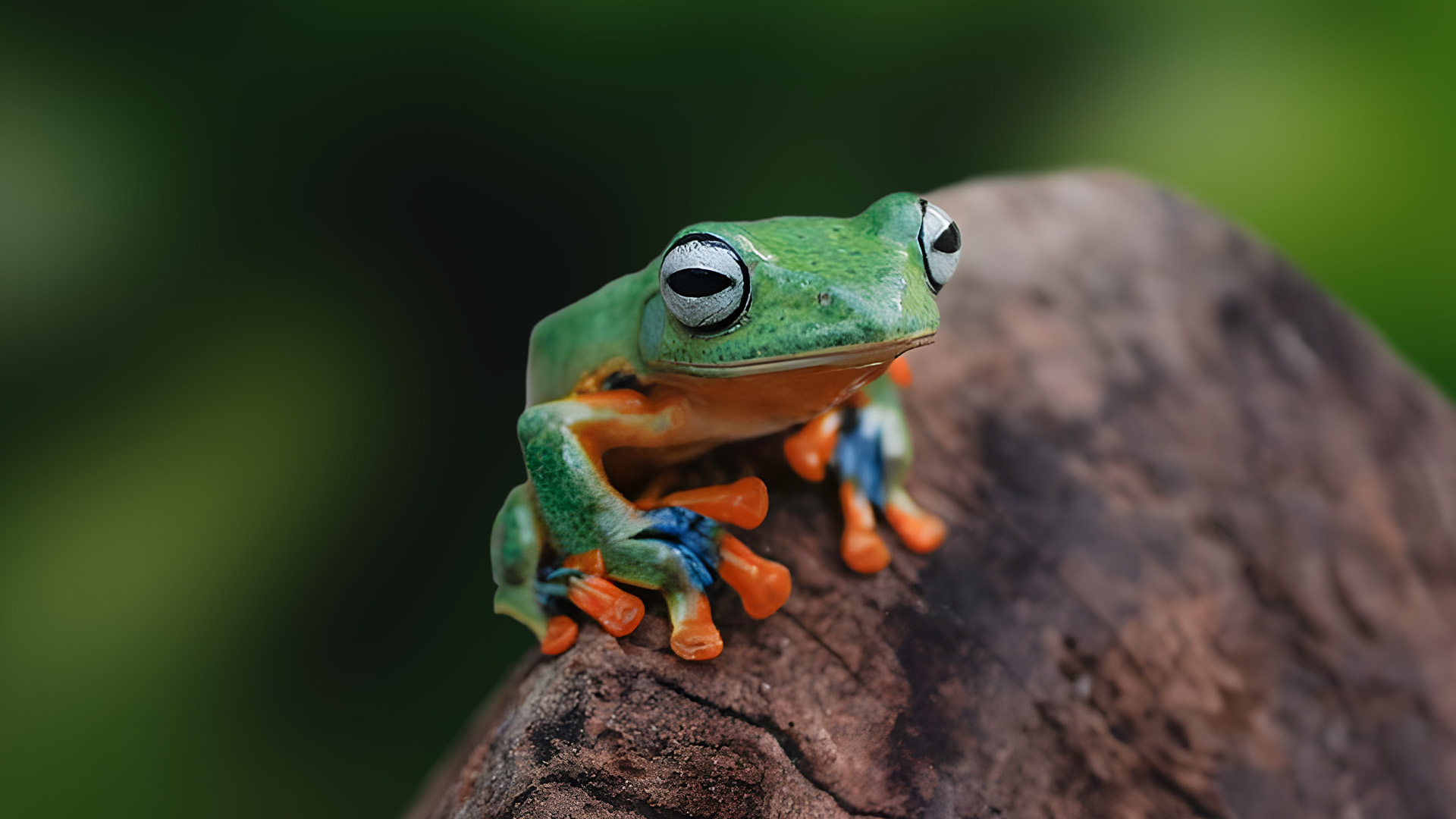 Wallpaper Katak Terbang 2 — Postimages