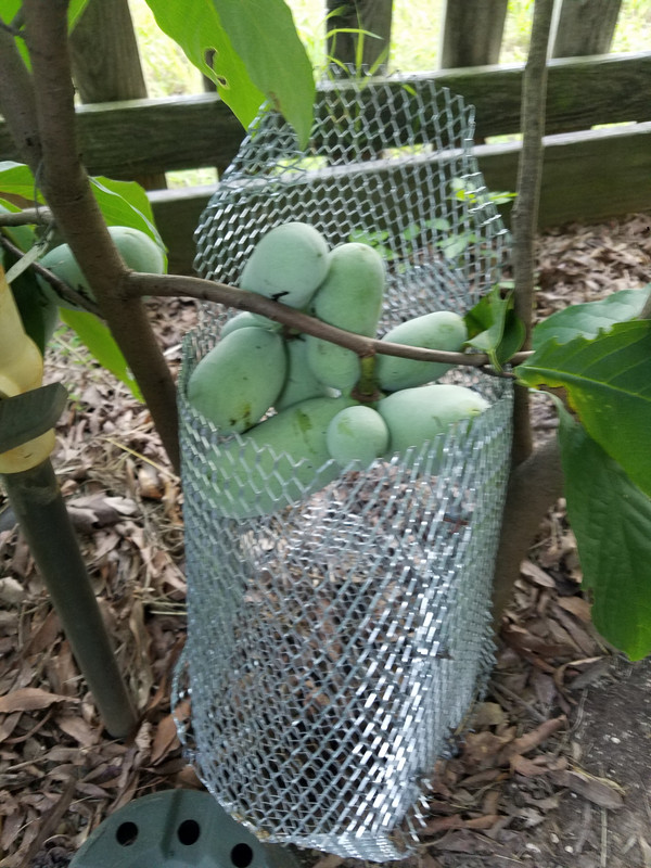 pawpaw cage — Postimages