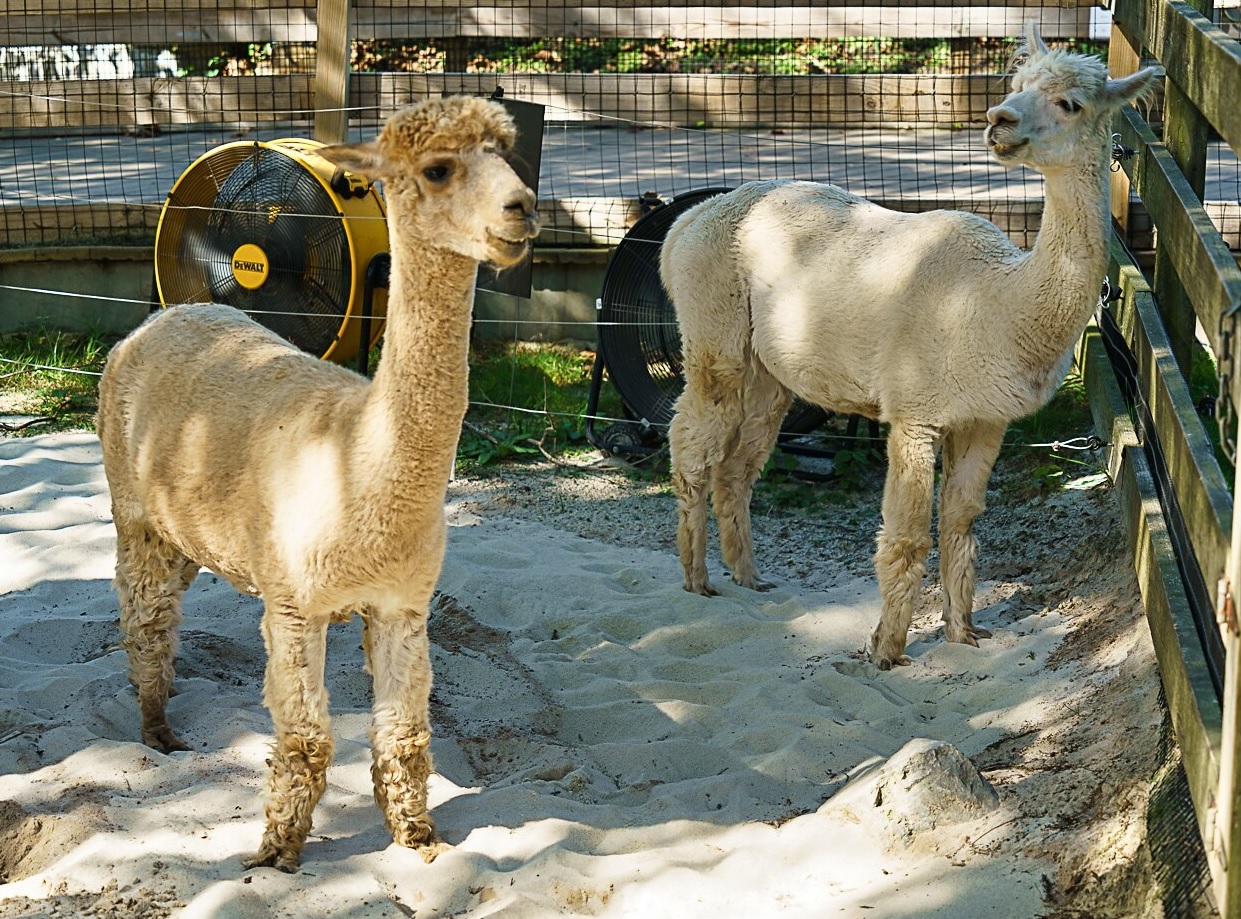 Untitled — Postimages