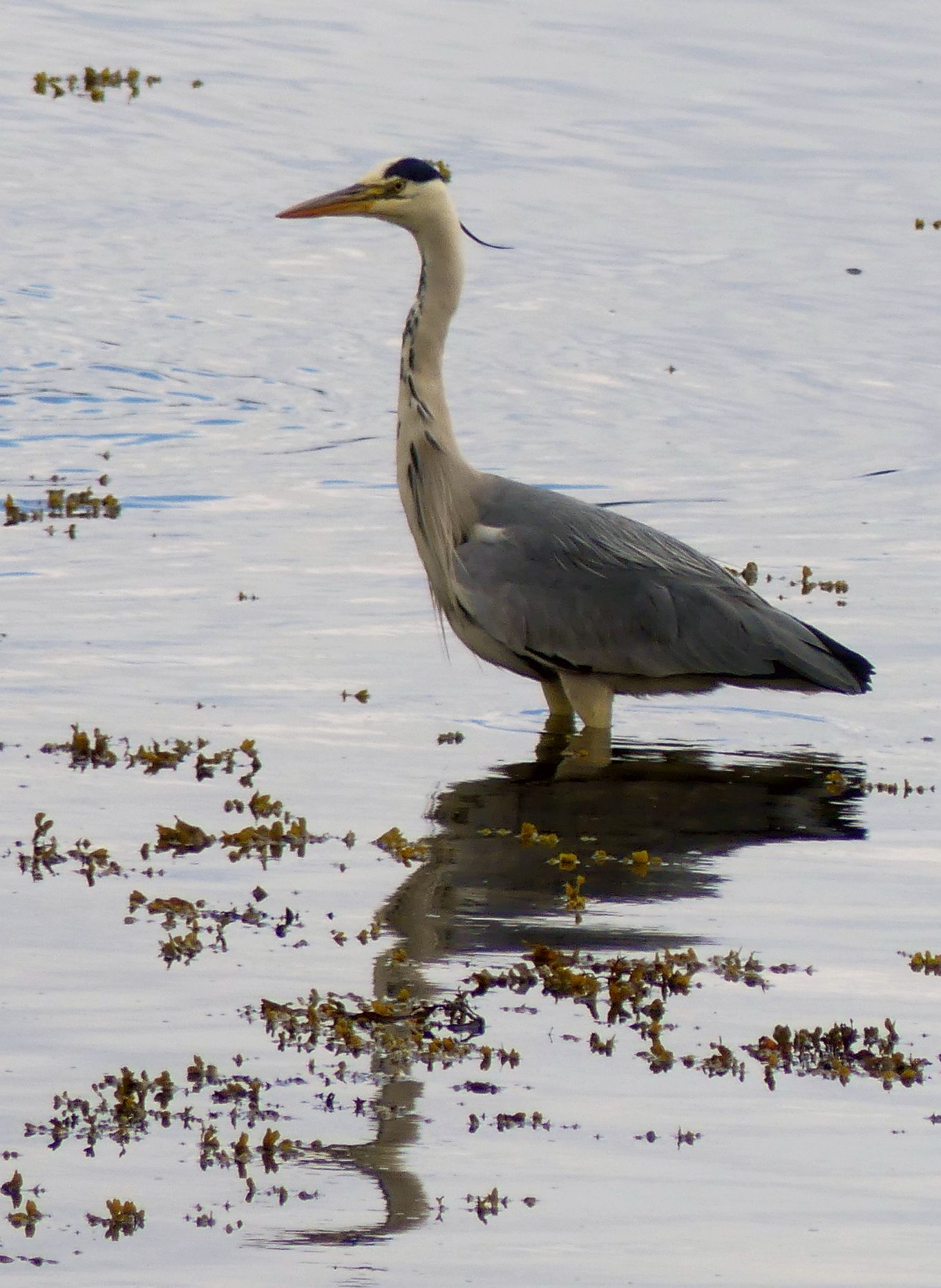 HERON 5 160723 — Postimages