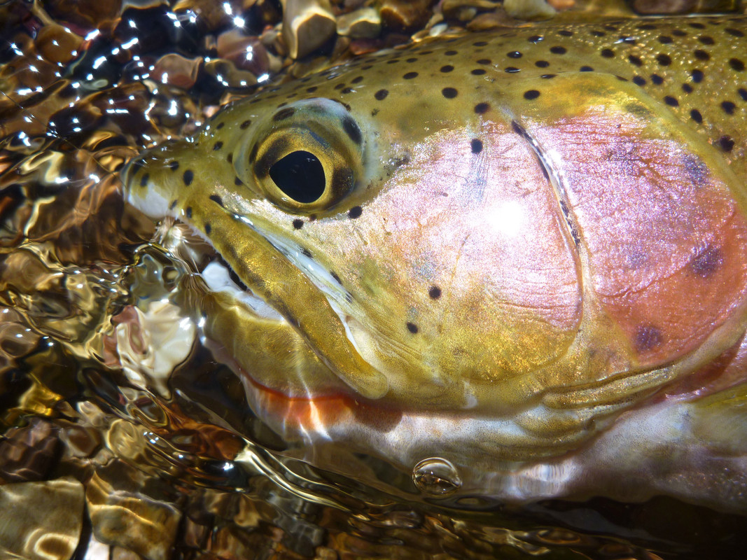 2015 08 06 Rock Creek Cutt Bow — Postimages