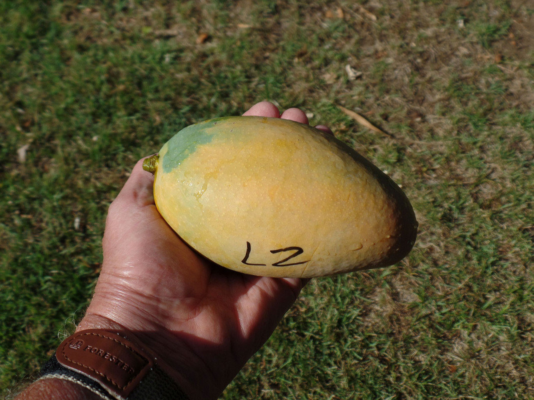 Lemon Zest Fruit Harvest Aug23 — Postimages