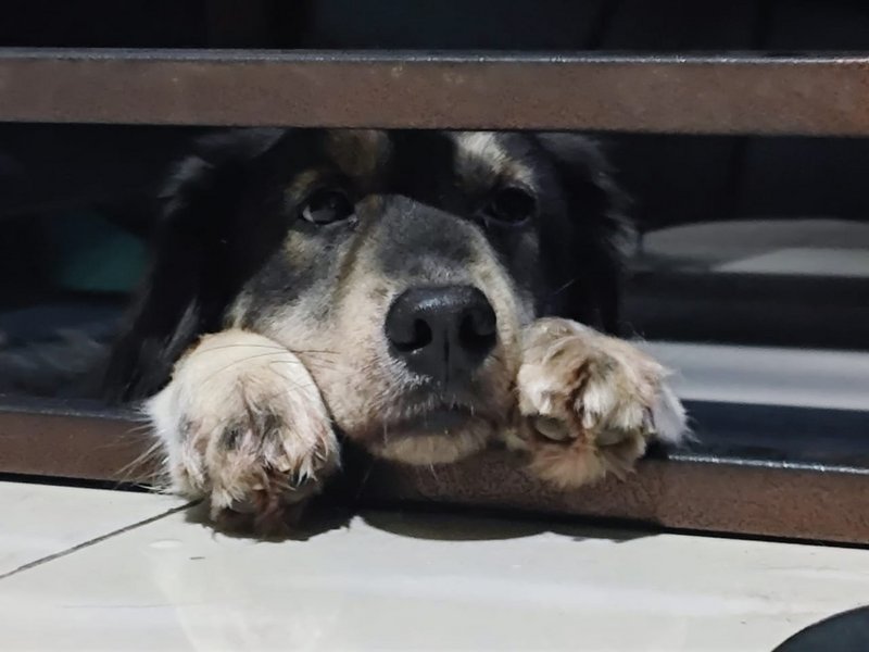 The shape-shifting dog