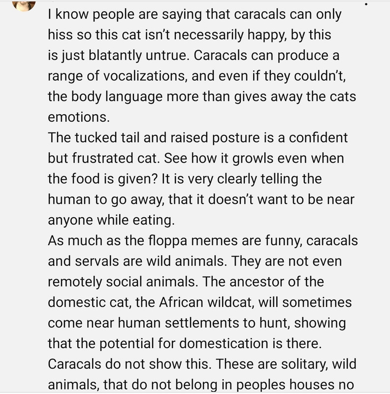 Caturday : Pumba da floppa