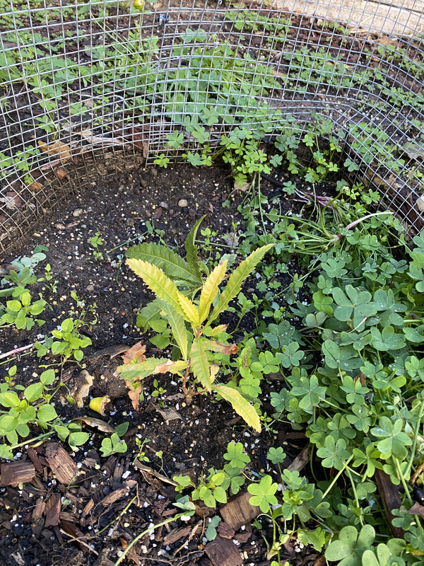 3696 F53 A AFEE 4718 92 CA 44 FFE5 CB387 D — Postimages