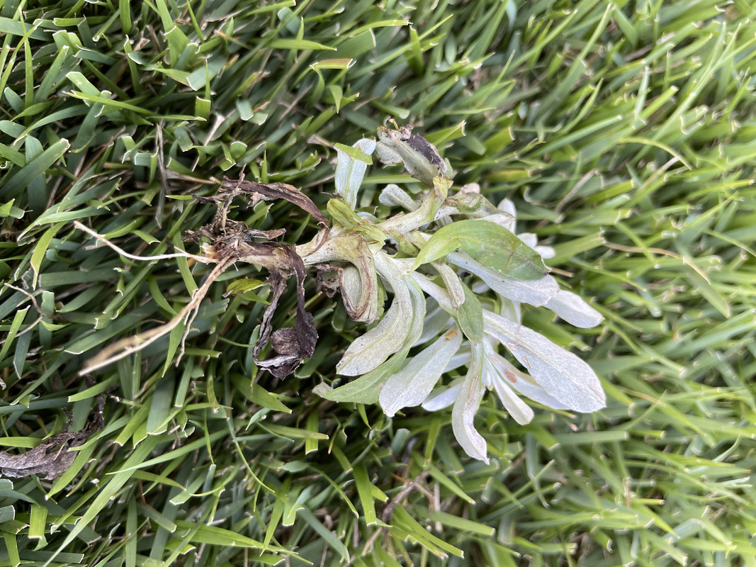 0 A02 DC4 A AD12 4 E08 A65 B D4 CC2 B0 ADB67 — Postimages