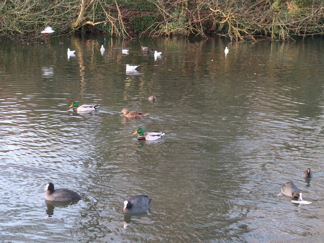 3 Bird Species in 1 Photo 044 — Postimages
