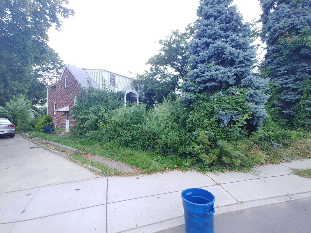 Clearing english ivy and overgrowth for new grass | Lawn Care Forum