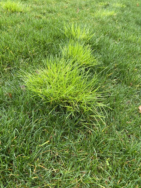Grassy weed in my PRG KBG mix | Lawn Care Forum