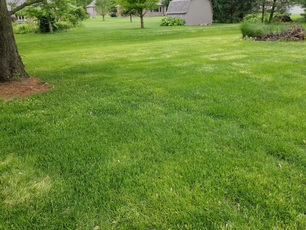 Tenacity 2nd application?? | Lawn Care Forum