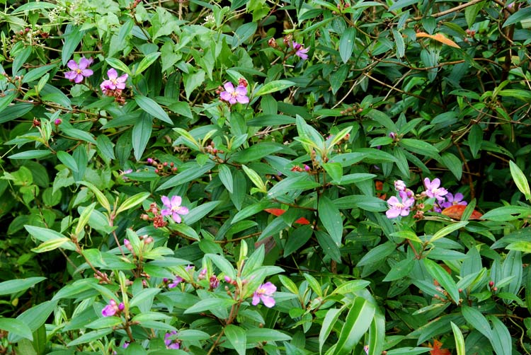 Ketahui Manfaat Pokok Senduduk Untuk Kesihatan Selain Dari Merawat Luka ...