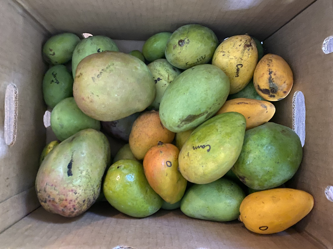 mangoboxb523 — Postimages