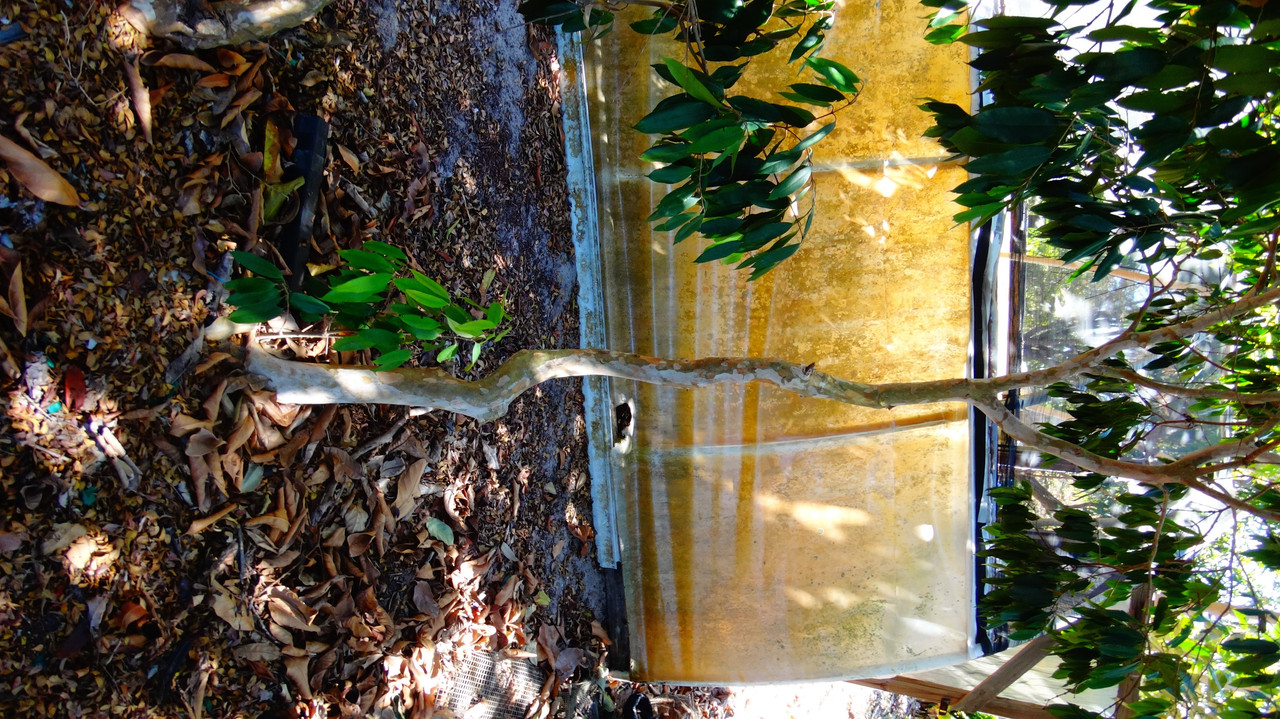 UK tree — Postimages