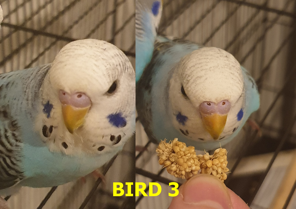 Bird 3rd — Postimages