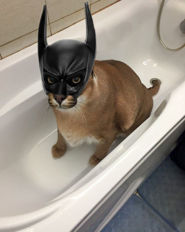 Batcat — Postimages