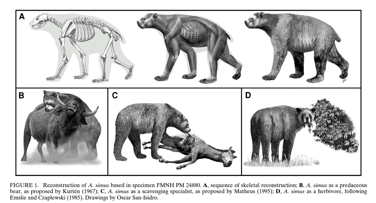Arctodus simus v Gaur - Carnivora