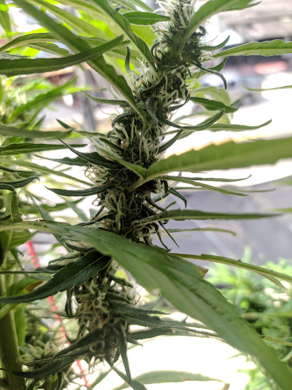 HC 20220724 144001 null — Postimages