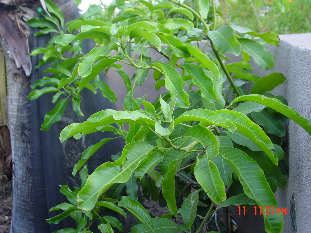 Choc Anon 062214 — Postimages