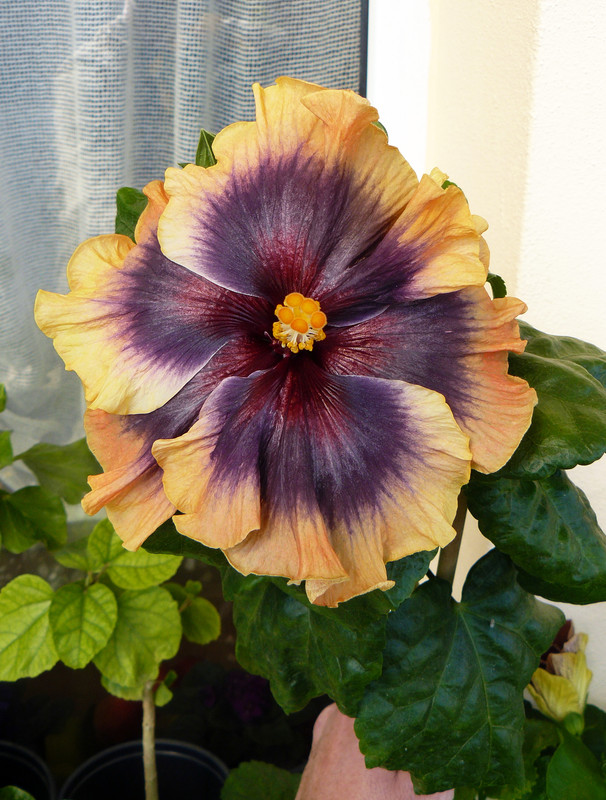 Wind Rosa Good Luck 19 10 2022 — Postimages