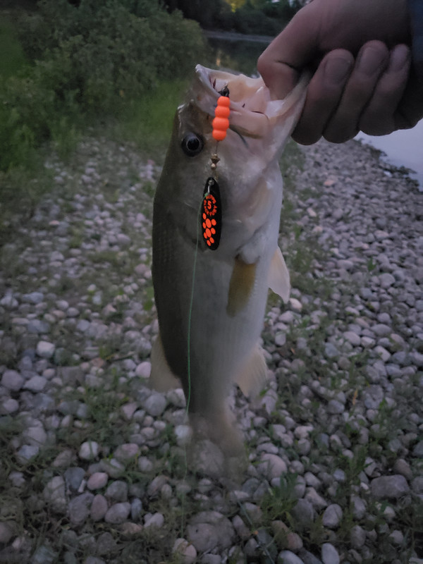 Latest Catch Pics Thread - Page 760 - Fishing Reports - Bass Fishing Forums