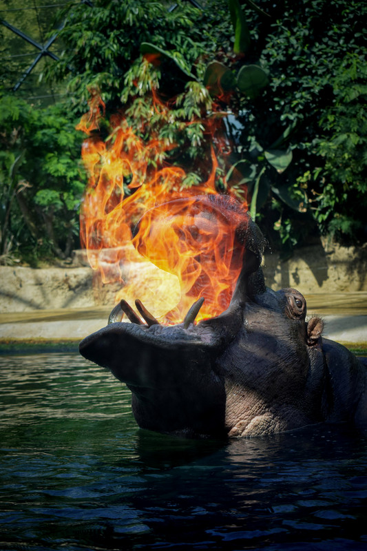 fire hippo — Postimages