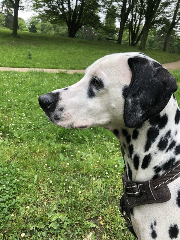 IMG 6987 — Postimages