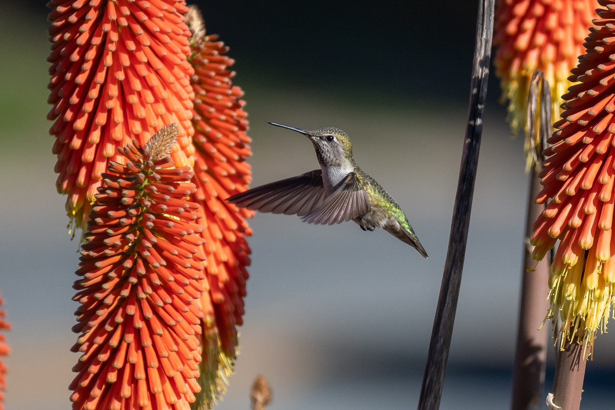 DSC 9604 — Postimages