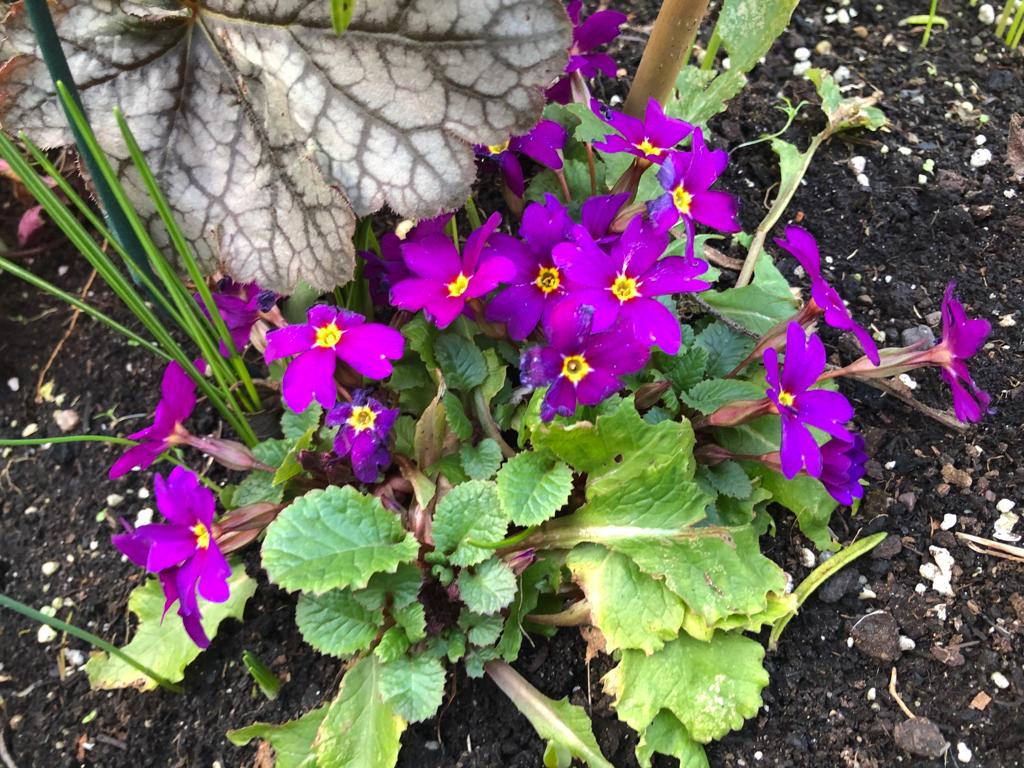 primrose Wanda jan 22 — Postimages