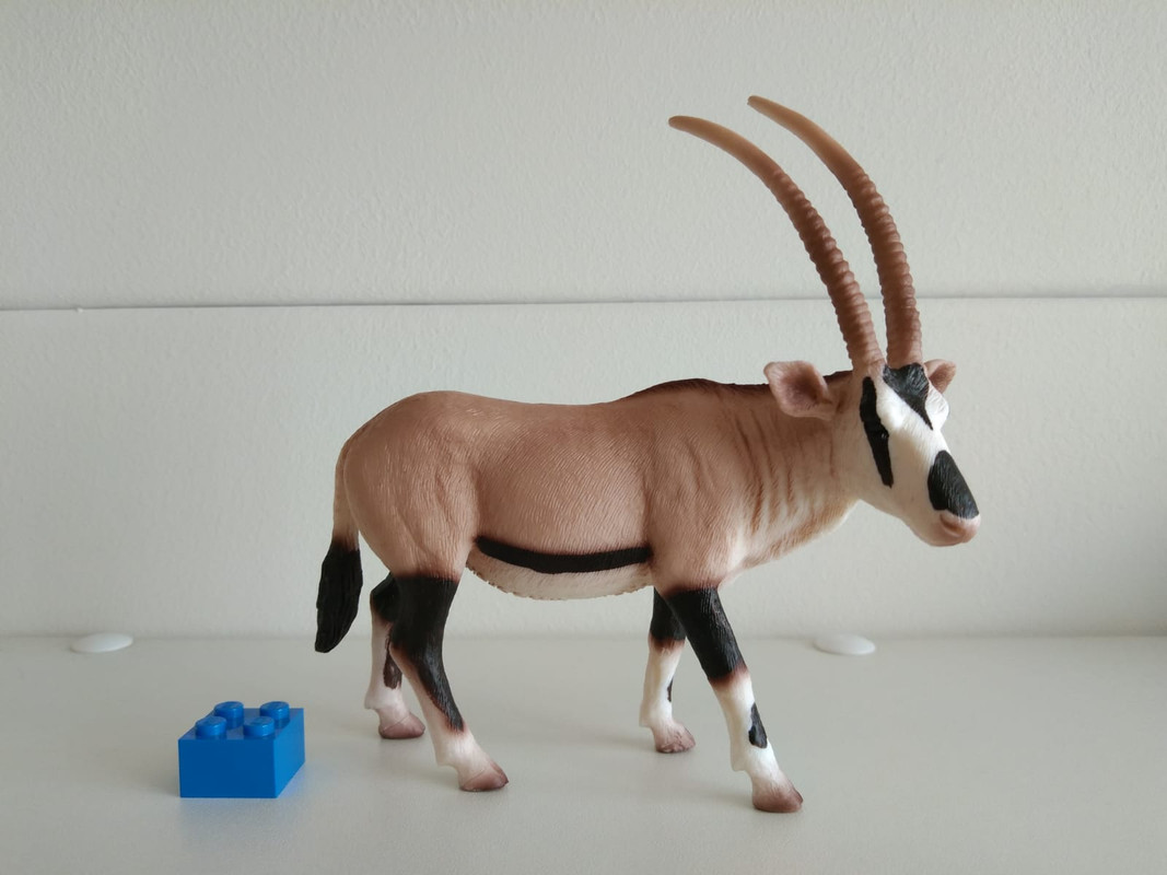 Mojo Fun 2019 animals. photos.