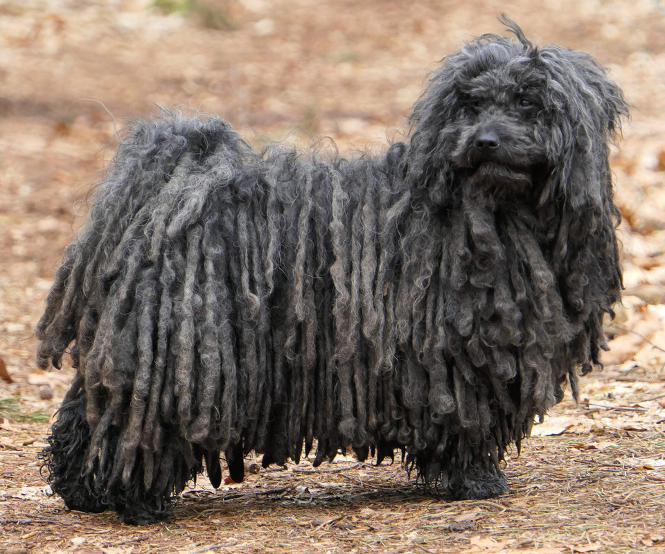 IMG 8877 — Postimages