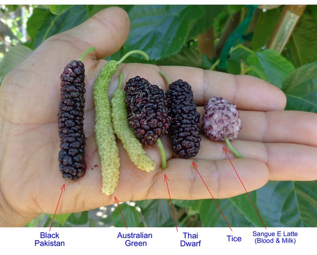 OT: What are the best tasting Mulberry Varieties out of the Morus Alba ...