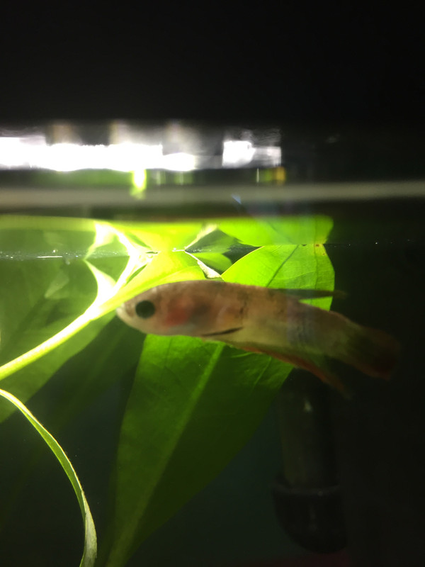 02 AEAAA4 36 A6 4102 AA40 7292 CBFB191 F — Postimages