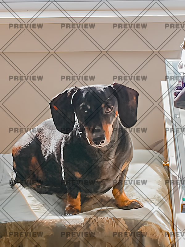 Doggy Preview — Postimages