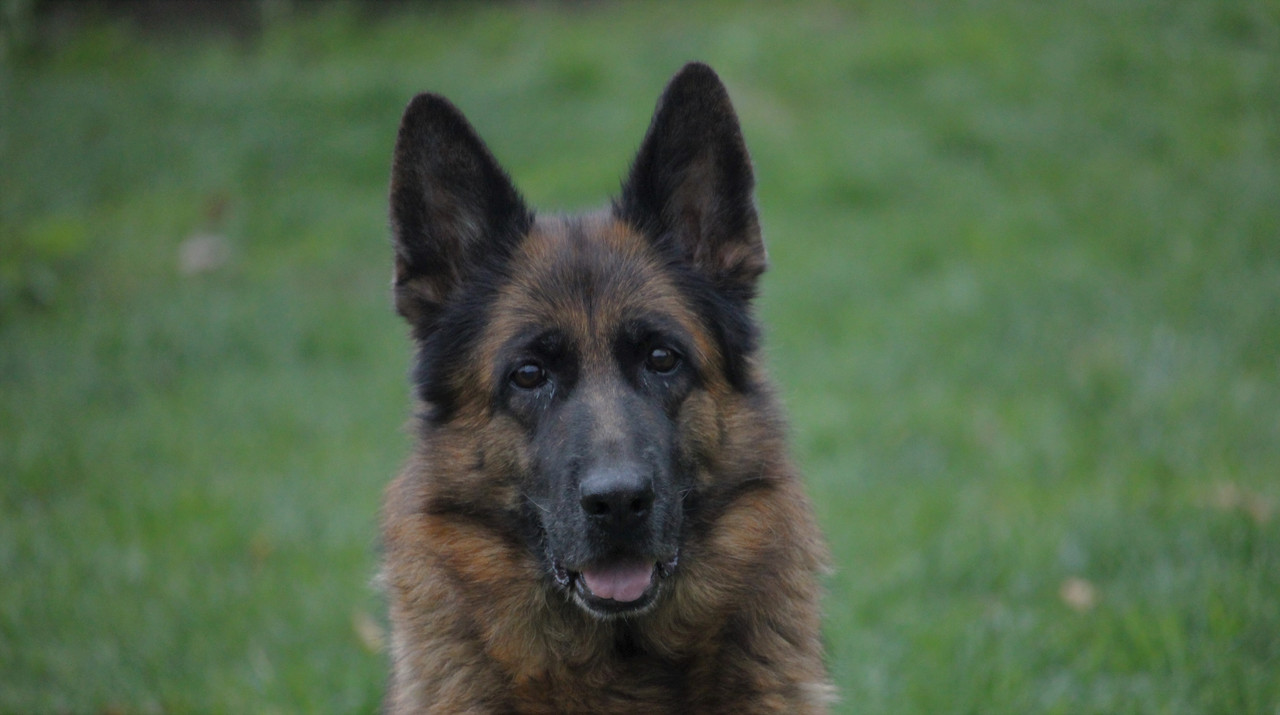 IMG 9275 — Postimages