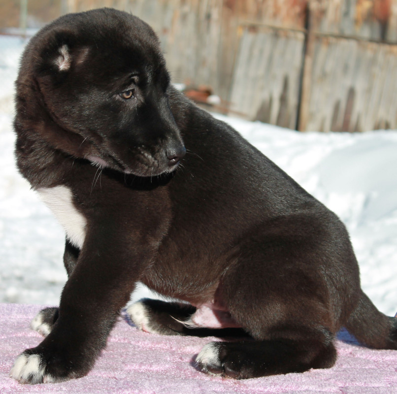 IMG 3692 1 — Postimages