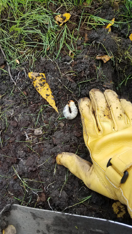 World's biggest Grub !!! | Lawn Care Forum