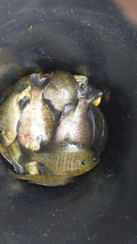 1b1b1b — Postimages