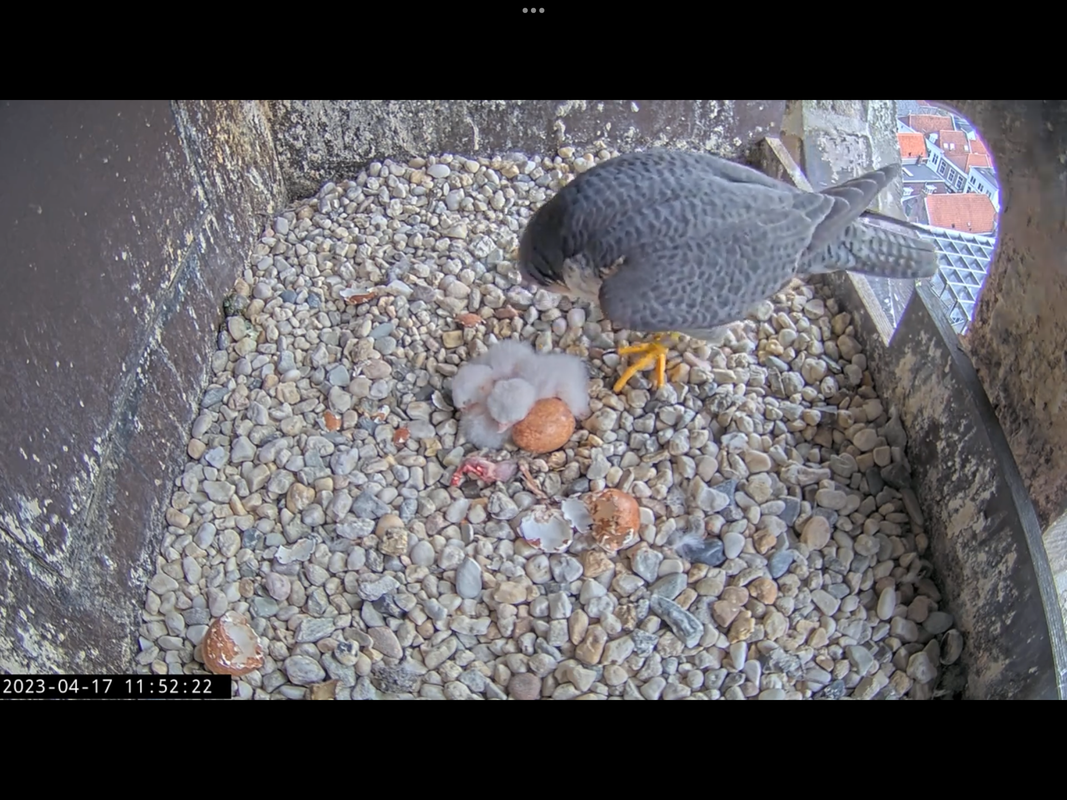 8 D7 BC911 6 B2 A 4 C42 B8 D6 652040336 C0 A — Postimages