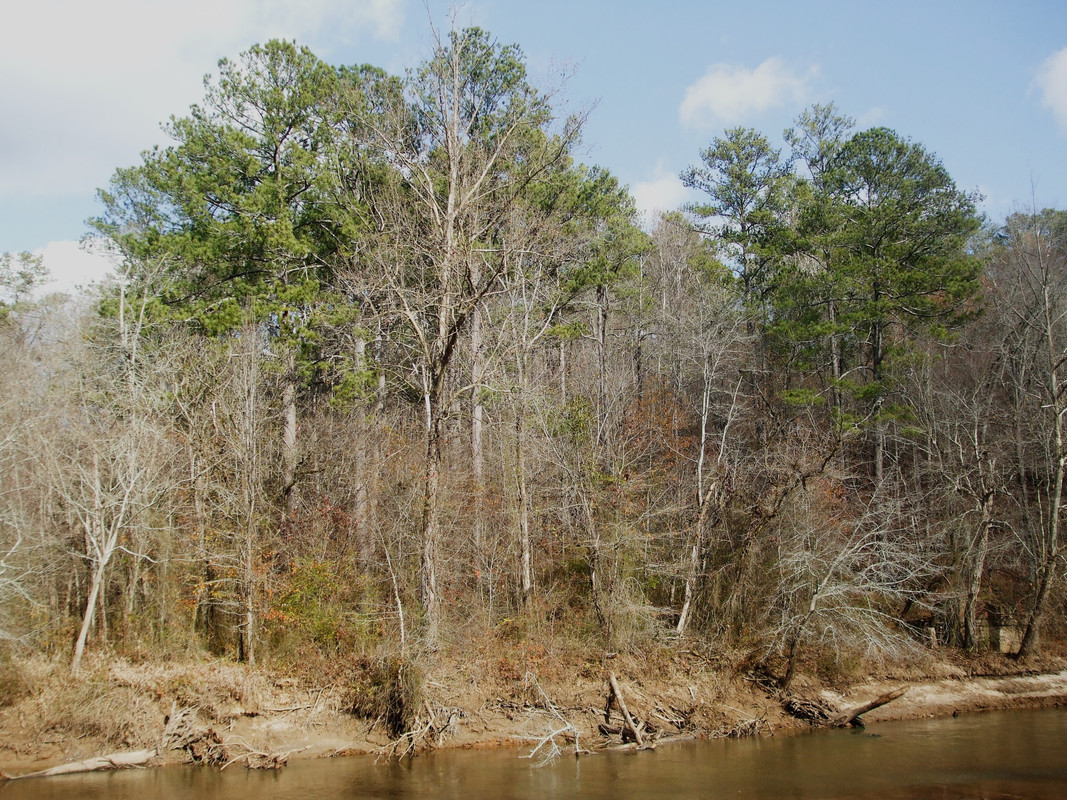 Little River trees — Postimages